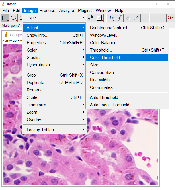 ImageJで細胞画像の解析してみました｜MiVLog（ミブログ）